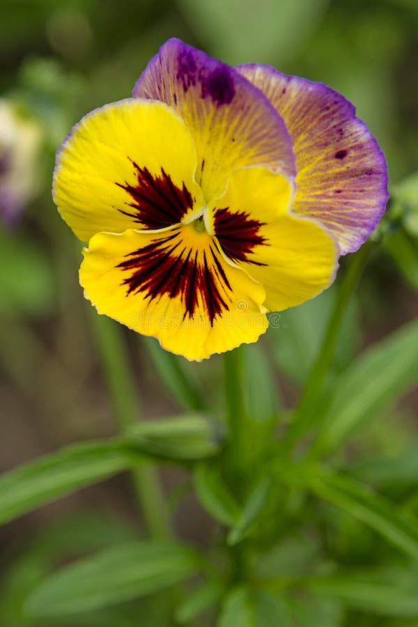 Flower pansies stock photo. Image of appreciation, mood - 92140154