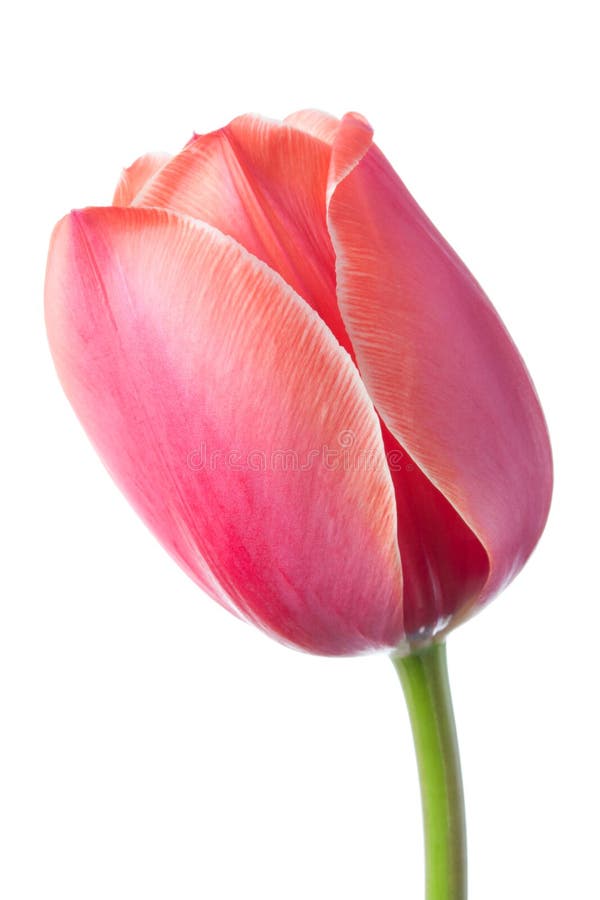 Single Flower of Pastel Pink Color. Isolation on a White Background ...