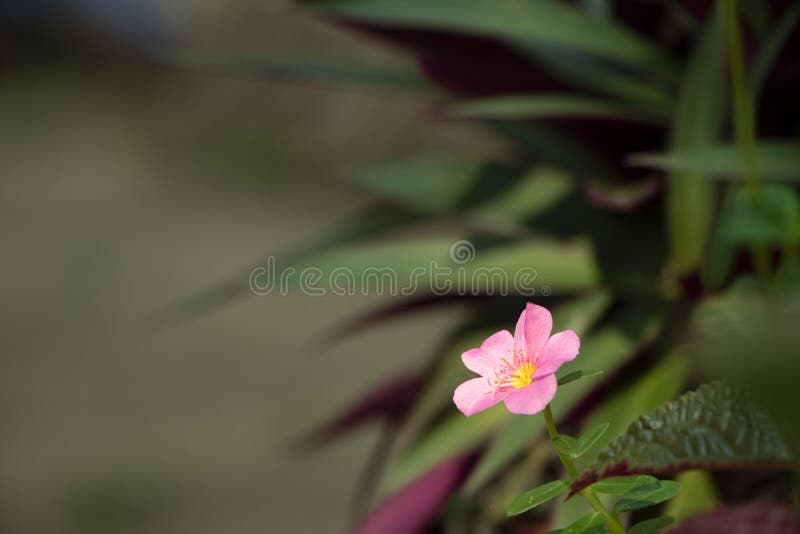 SINGLE FLOWER stock photo. Image of love, pink, clouds - 169643230