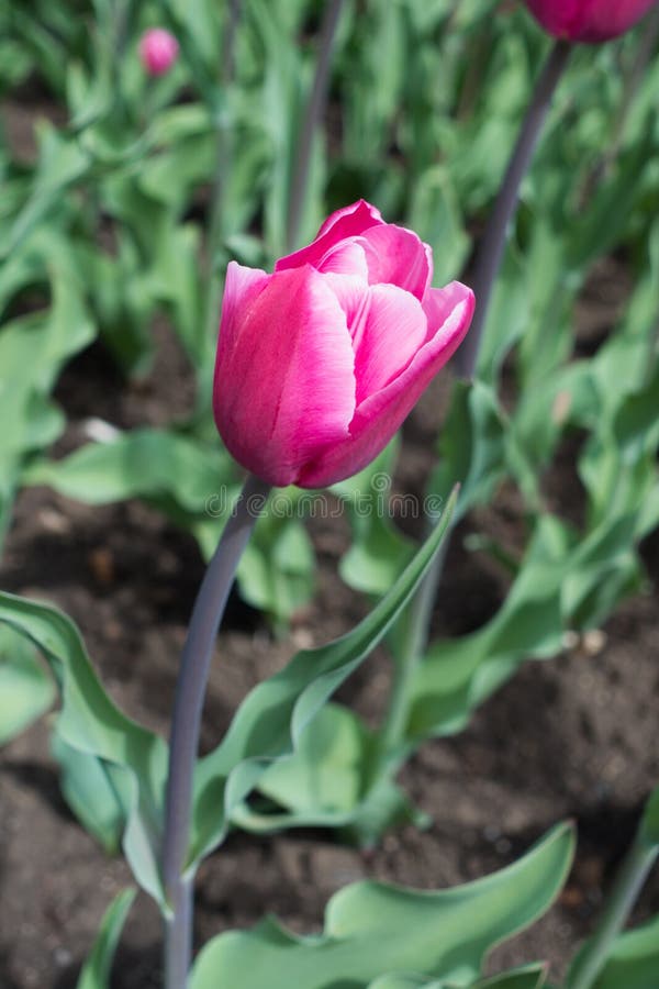 Single Flower of Pink Tulip in Spring Stock Image - Image of leaf, life ...
