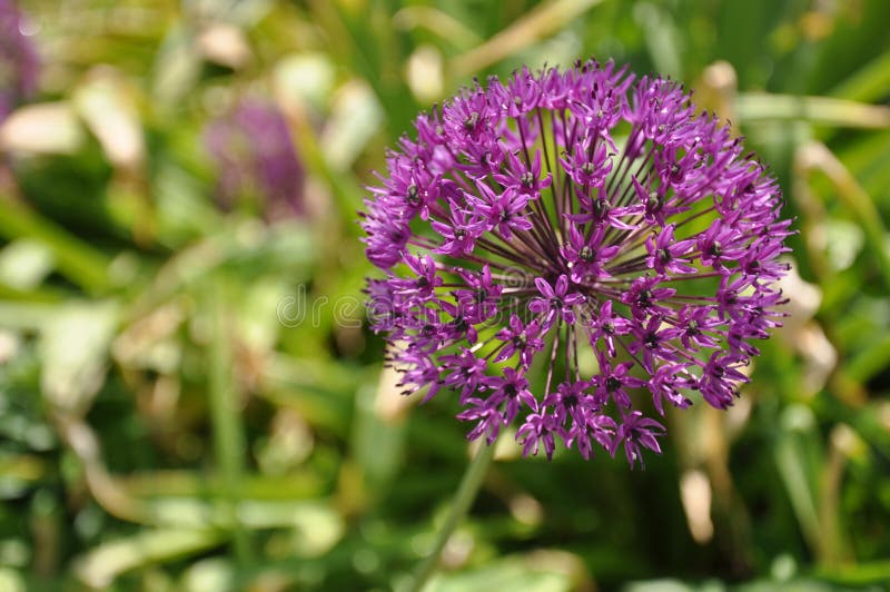 Single Flower stock image. Image of single, romantic - 78176839