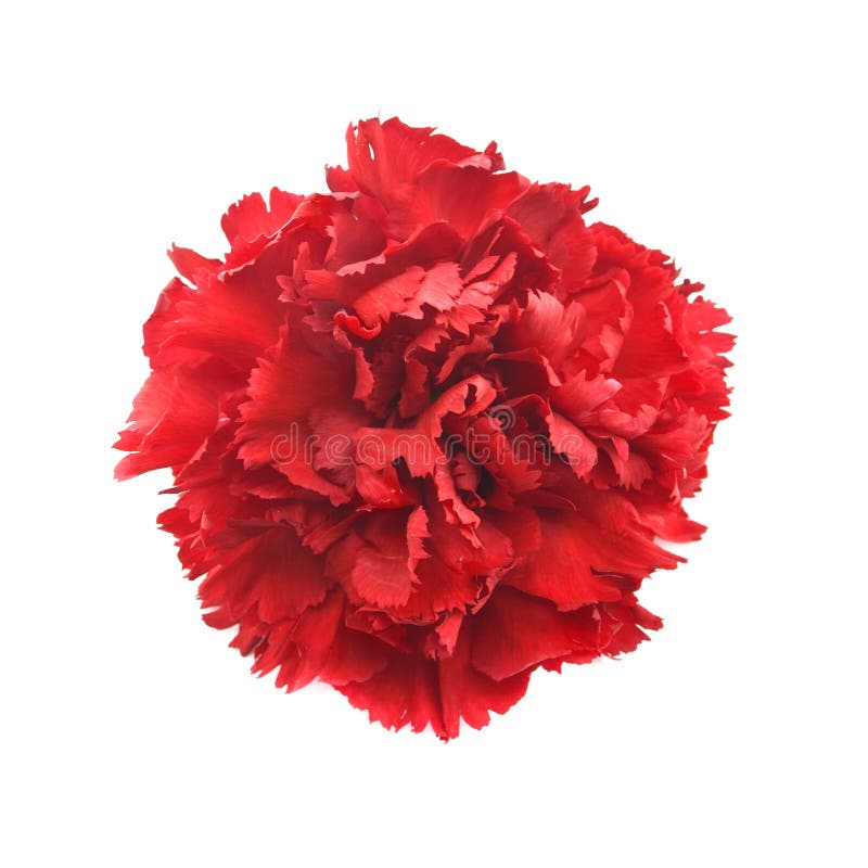 Single Flower, Red Carnation with White Ribbon on Red Background Stock ...