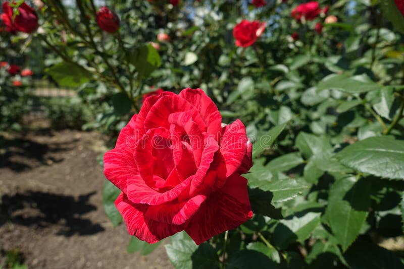 Single Flower of Red Striped Rose Stock Image - Image of garden, bloom ...