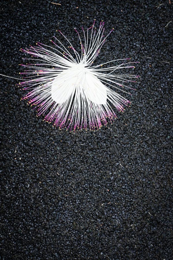 339 Tar Flower Stock Photos - Free & Royalty-Free Stock Photos from ...