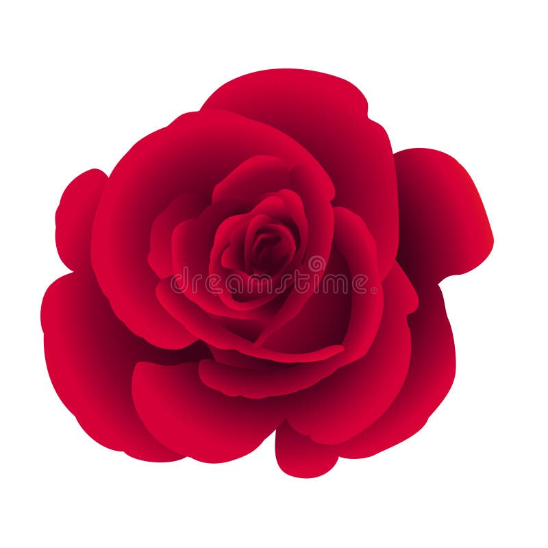 Single flower rose. stock vector. Illustration of gift - 50259314