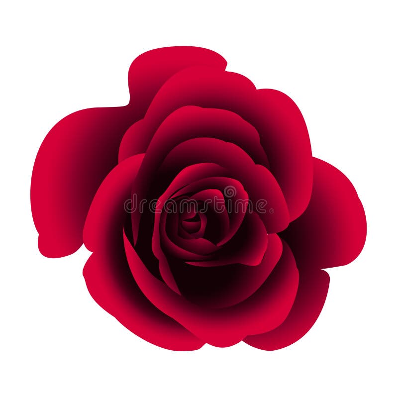 Single flower rose. stock illustration. Illustration of objects - 50259337