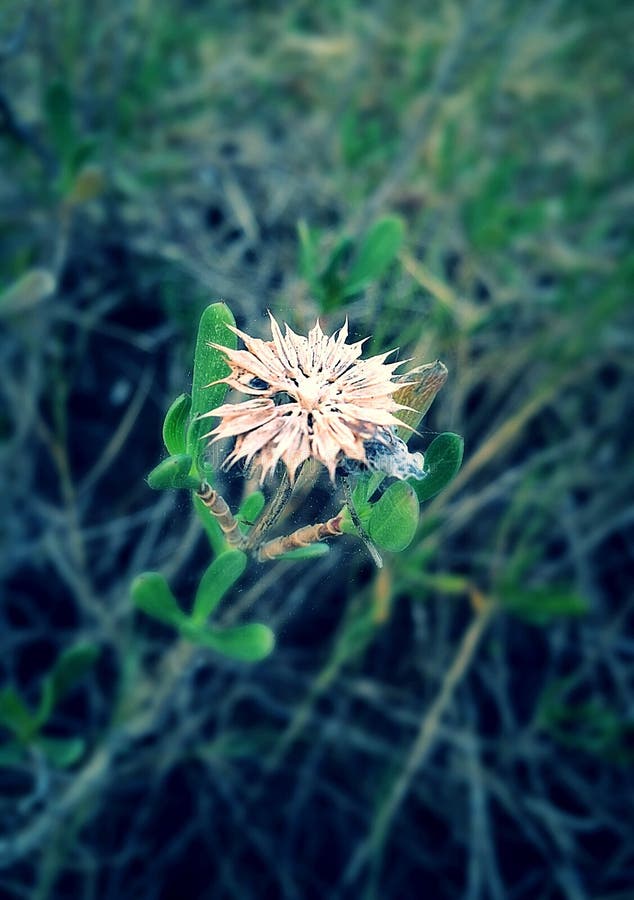 Lone Flower Head and Healing Crystals Header Stock Photo - Image of ...