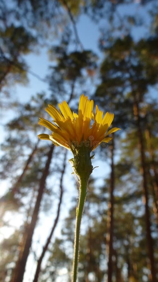 SINGLE FLOWER stock photo. Image of nature, single, stretches - 80482476