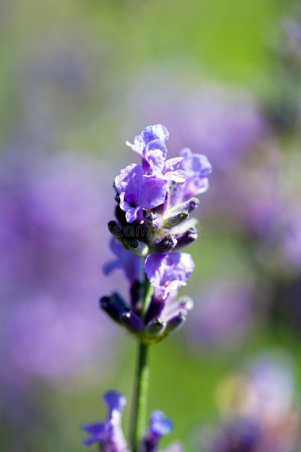 Single Flower of Violet Lavender Blooming in Garden Macro. Stock Photo ...