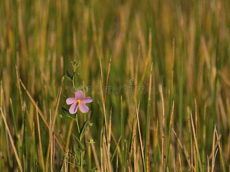Single Flower among Wetland Grasses Stock Image - Image of horizontal ...