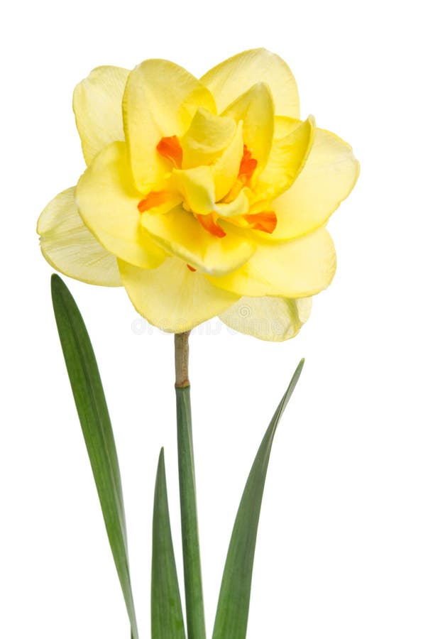 Single Flower of Yellow Daffodil Stock Image - Image of flora, isolated ...
