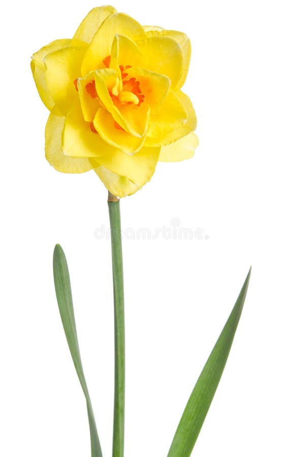 Single Flower of Yellow Daffodil Stock Photo - Image of isolated, flora ...