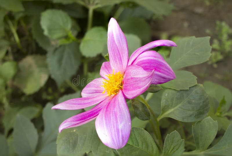 Single Flowered Dahlia in Natural Background Stock Image - Image of ...