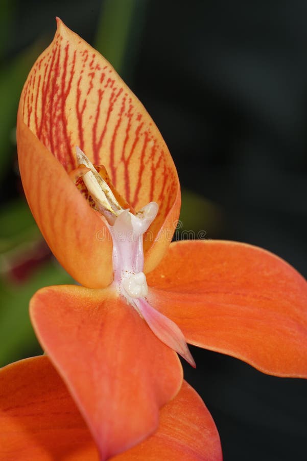 Disa uniflora Orchid stock image. Image of africa, plant - 8529581