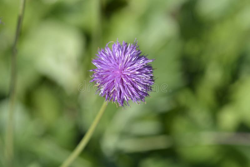 Single-flowered sawwort stock photo. Image of pink, unbranched - 319901596