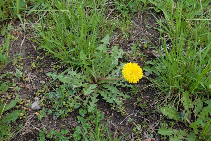 Single Flowering Dandelion in Waste Plot of Land Stock Image - Image of ...