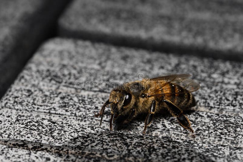 Single Fluffy Bee on the Stone Textured Surface, Macro View Stock Photo ...