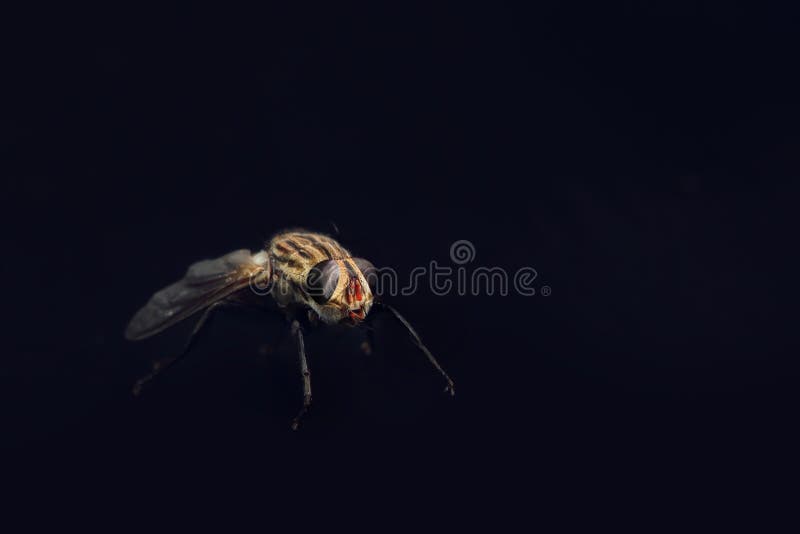 Single Fly on Black Background. Stock Image - Image of eyes, carrier ...