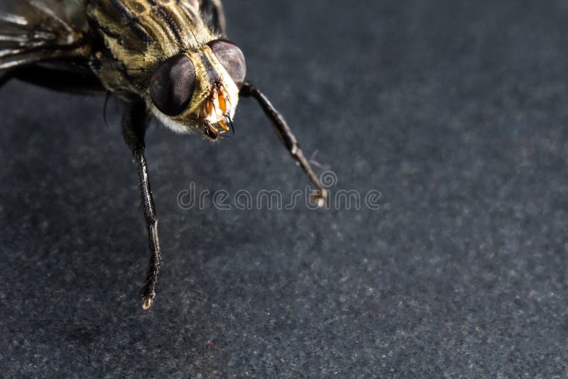 Single Fly on Black Background. Stock Image - Image of hygiene, macro ...