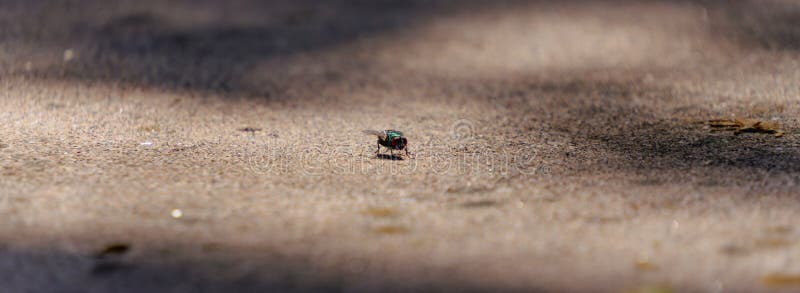 Single Fly on Concrete with Shade in Panorama in Summer Stock Image ...