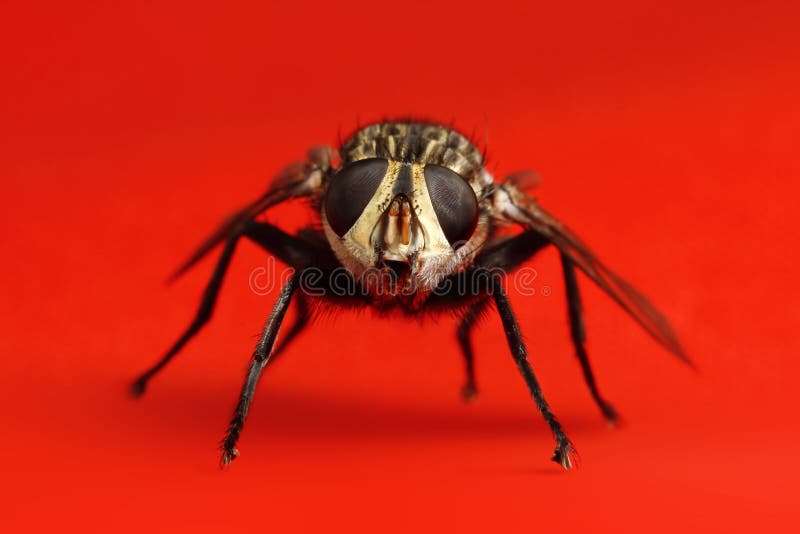 Single Fly on Red Background. Stock Image - Image of white, garbage ...