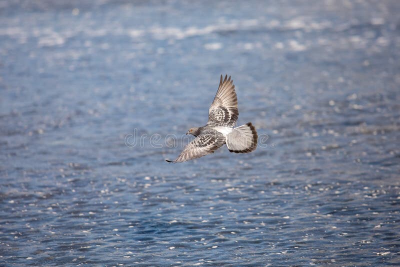 Single Flying Rock Pigeon in Flight Stock Photo - Image of bird, beak ...
