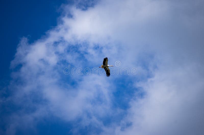Single Flying Stork Blue Sky with White Clouds Stock Photo - Image of ...
