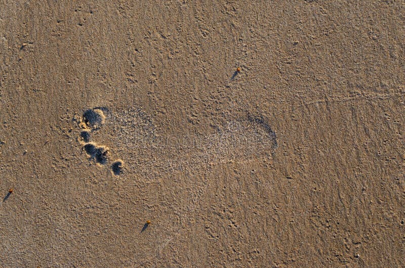 Single Footprint in Sand at the Beach Stock Photo - Image of brazilian ...