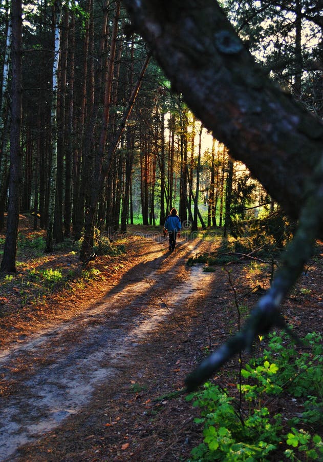 Natural forest tunnel road stock photo. Image of summer - 44777012