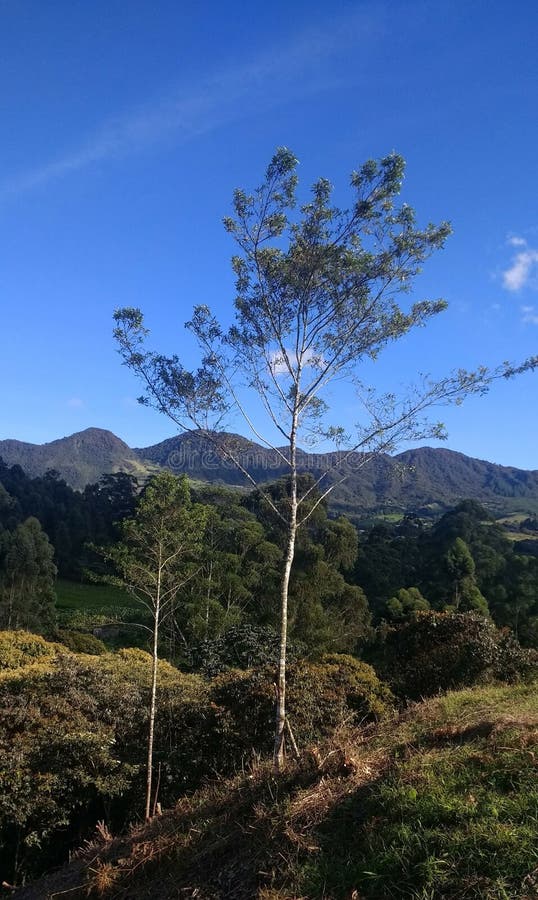 Single forest trees stock image. Image of middle, single - 137863997