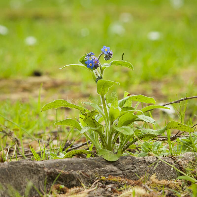 Single Forget Me Not Flowers with Green Leaves Stock Image - Image of ...