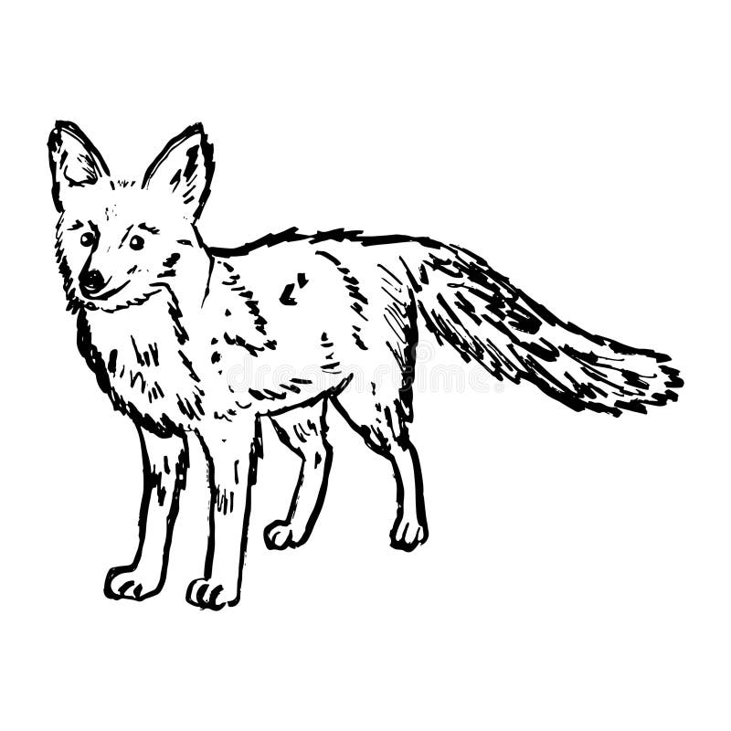 A Single Fox, Wild Animal, in a Standing Pose, Forest Animal in Black ...