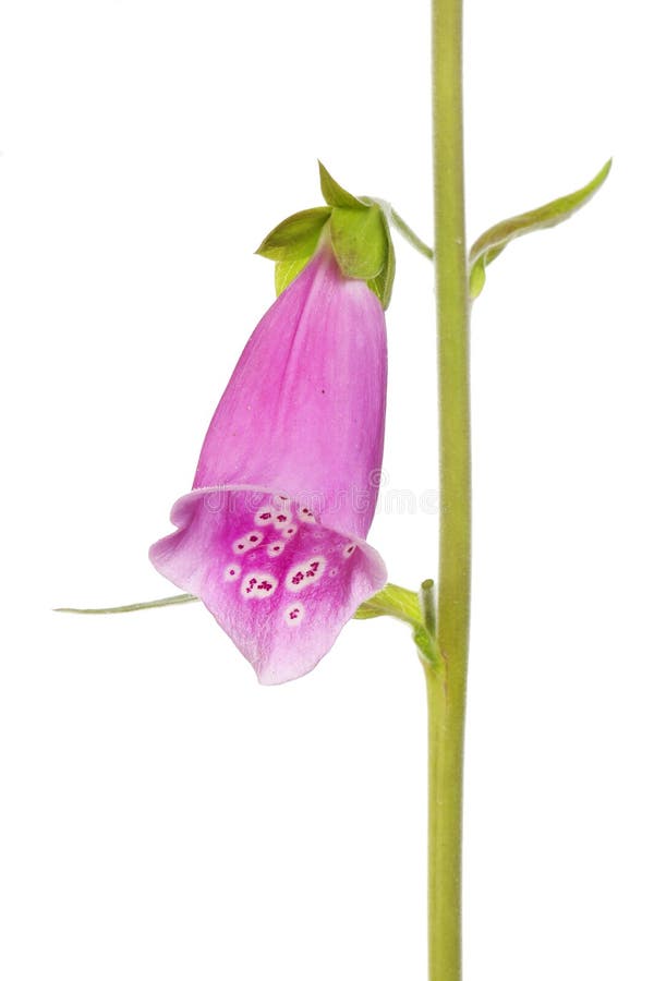 Foxglove flower stock photo. Image of natural, pink, white - 6087774