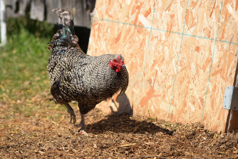 Single Free Range Chicken stock photo. Image of beak - 159117788