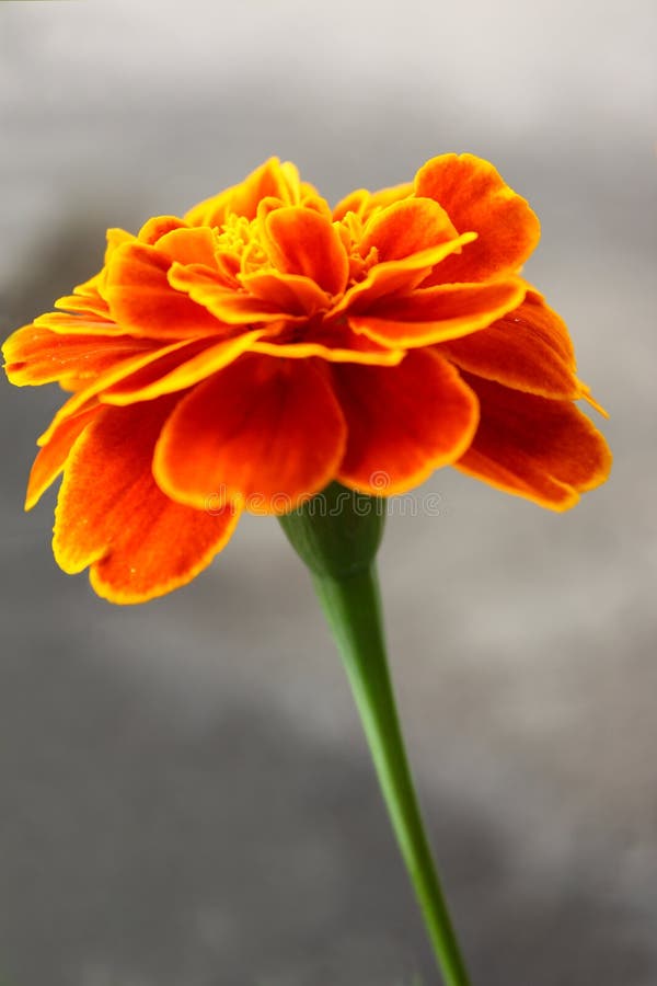 Single French Marigold stock image. Image of bright, botany - 19075215