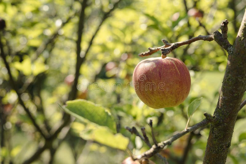 Single Fresh Apple on a Branch Stock Photo - Image of summer, green ...