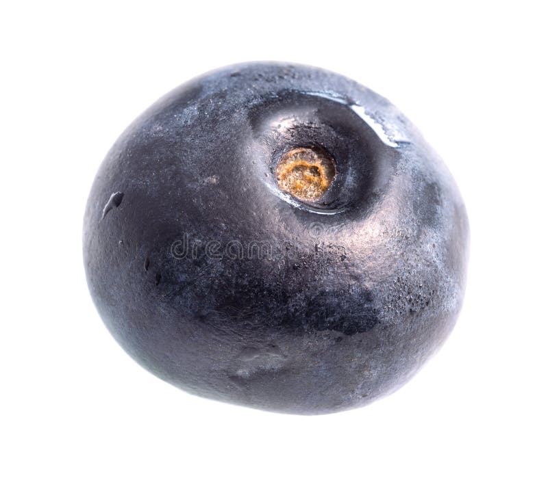 Single Fresh Blueberry Cutout on White Stock Photo - Image of surface ...