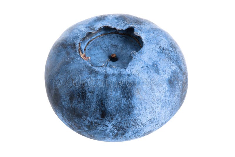 Single Fresh Blueberry Isolated on White Background Stock Image - Image ... Single Fresh Blueberry Isolated on White Background Stock Image - Image ...