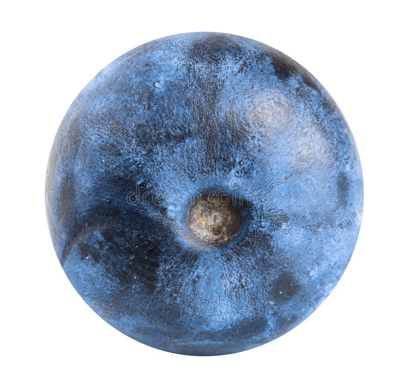 Single Fresh Blueberry Isolated on White Background Stock Image - Image ... Single Fresh Blueberry Isolated on White Background Stock Image - Image ...