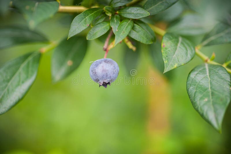 Single Fresh Blueberry in Nature on the Bush Stock Photo - Image of ...