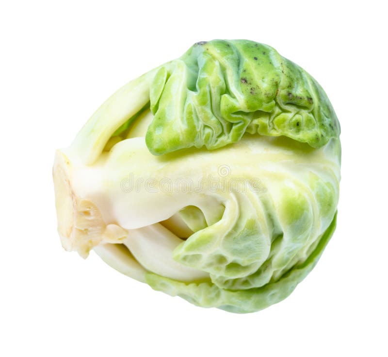 281 Single Brussels Sprout Stock Photos - Free & Royalty-Free Stock ...