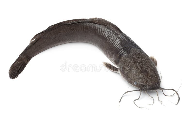 Single Raw Fresh Swordfish Fillet Stock Image - Image of tasty, gourmet ...