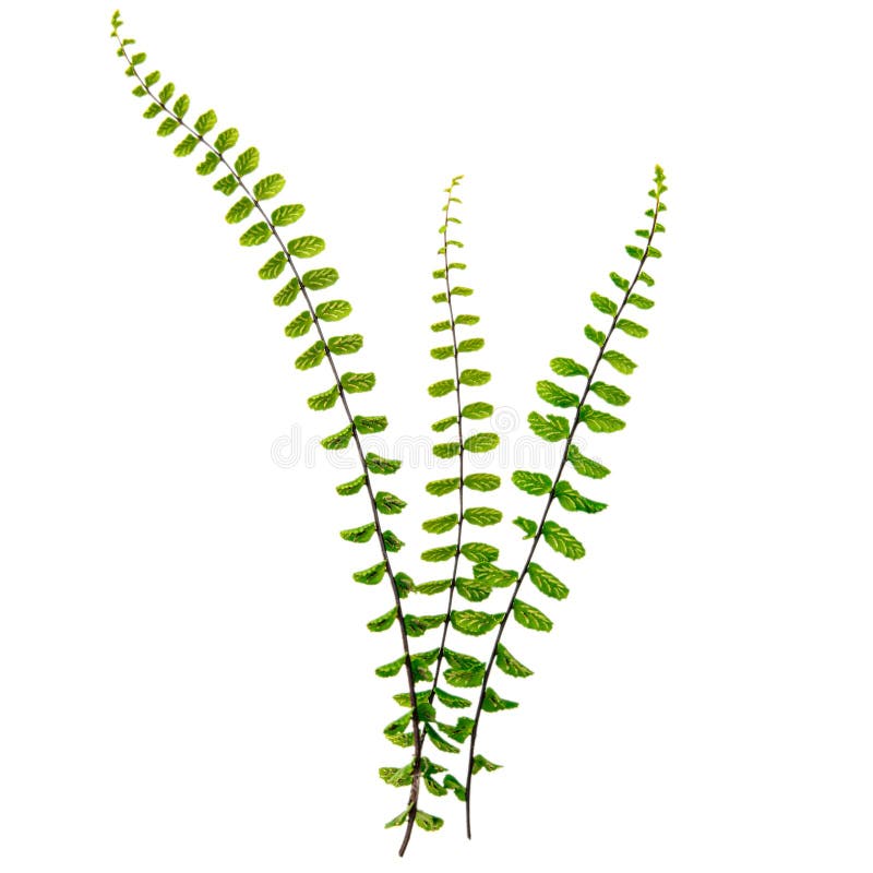 A single fresh fern leaf stock image. Image of summer - 262599643