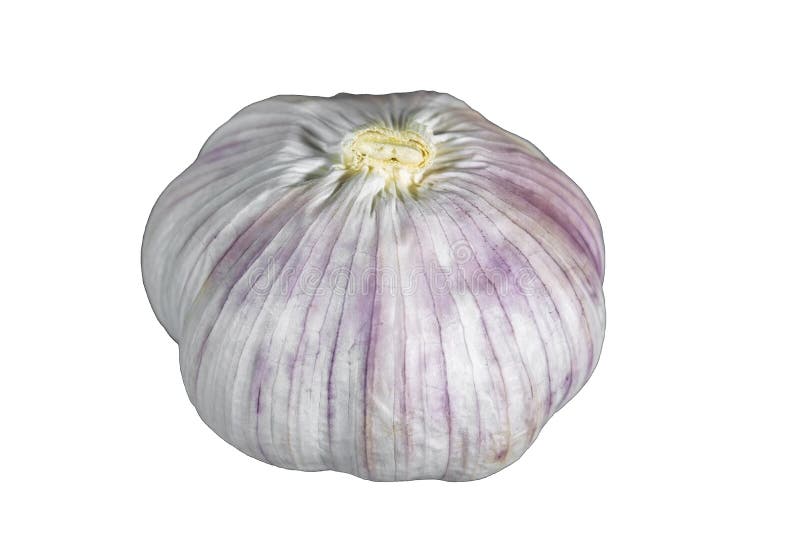 Single Fresh Garlic Isolated on White Background. Close-up. Stock Image ...