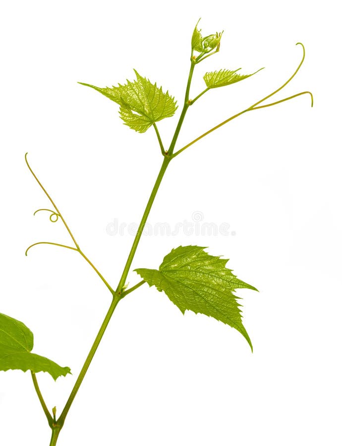 Single Fresh Green Branch of Grape Vine on White Background Stock Photo ...
