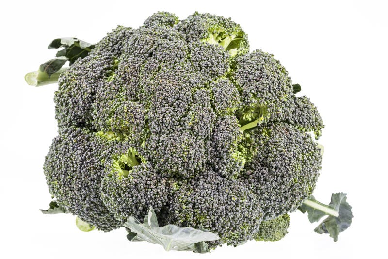 Single Broccoli Isolated On White Background Stock Photo - Image of ...