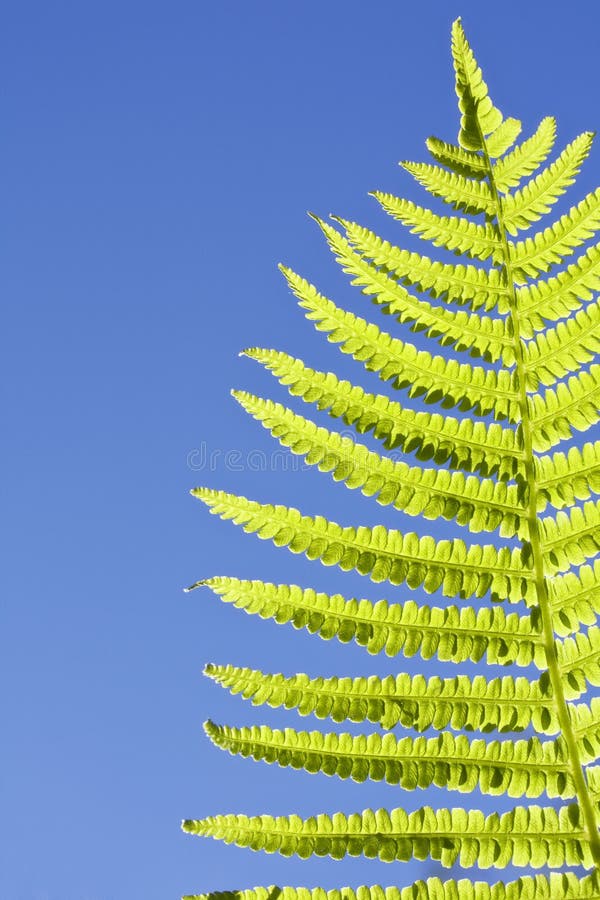 Single Fresh Green Fern Leaf Stock Image - Image of forest, palm: 14794679