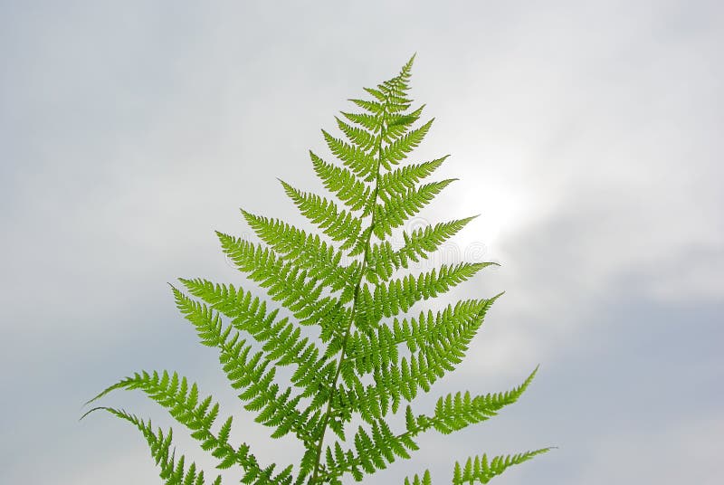 Single Fresh Green Fern Leaf Stock Image - Image of nature, close: 14794679