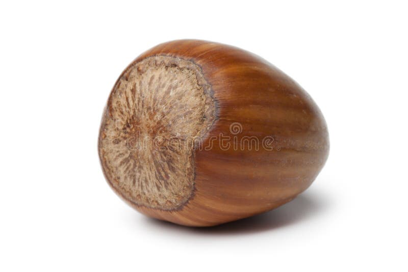 Single fresh Hazelnut stock photo. Image of healthy, organic - 29916954