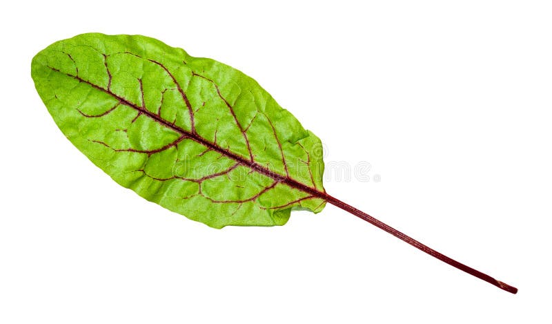 Fresh Leaf of Spinach Leafy Vegetable Cut Out Stock Photo - Image of ...